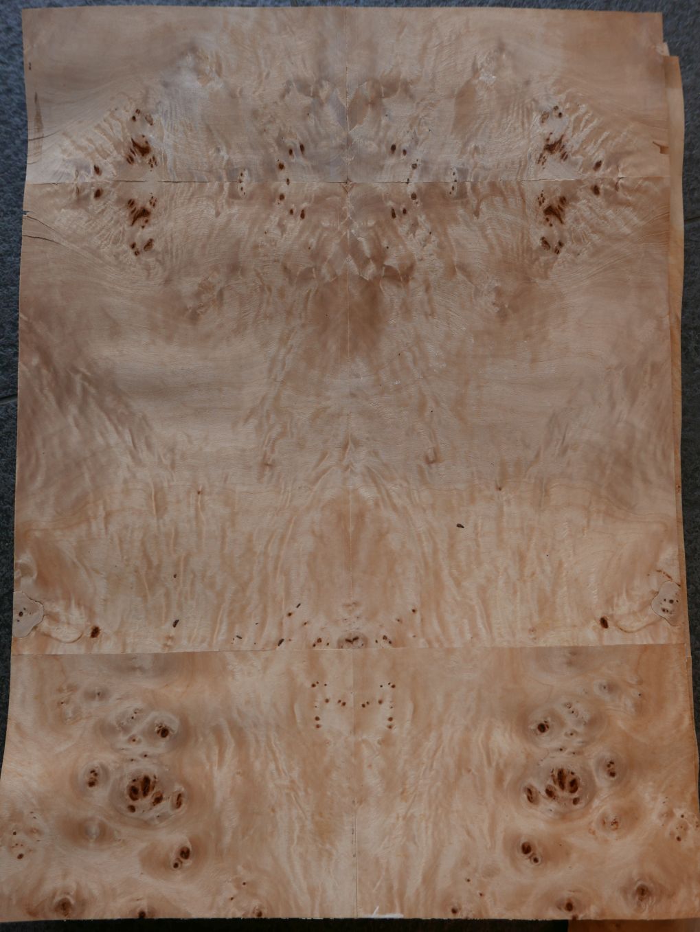 Populier Wortel 35,5x46cm – Hout-Fineer.nl